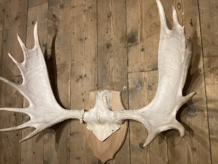 Large moose antlers :: Dutchmoose