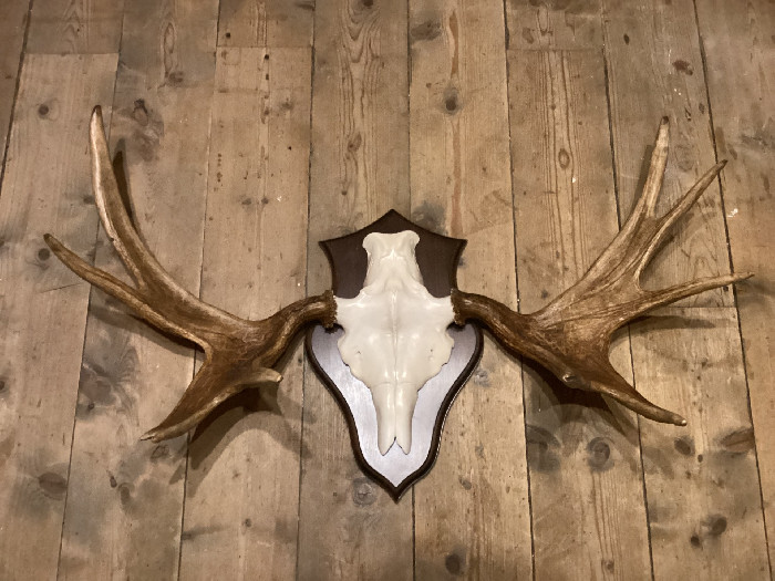 Large moose antlers :: Dutchmoose